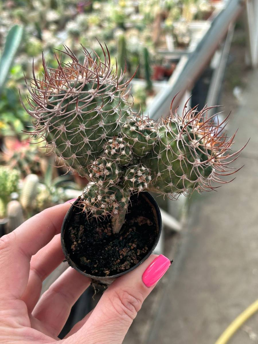 Pyrrhocactus bulbocalyx | Cactuses \ Pyrrhocactus | Kaktusy, sukulenty ...