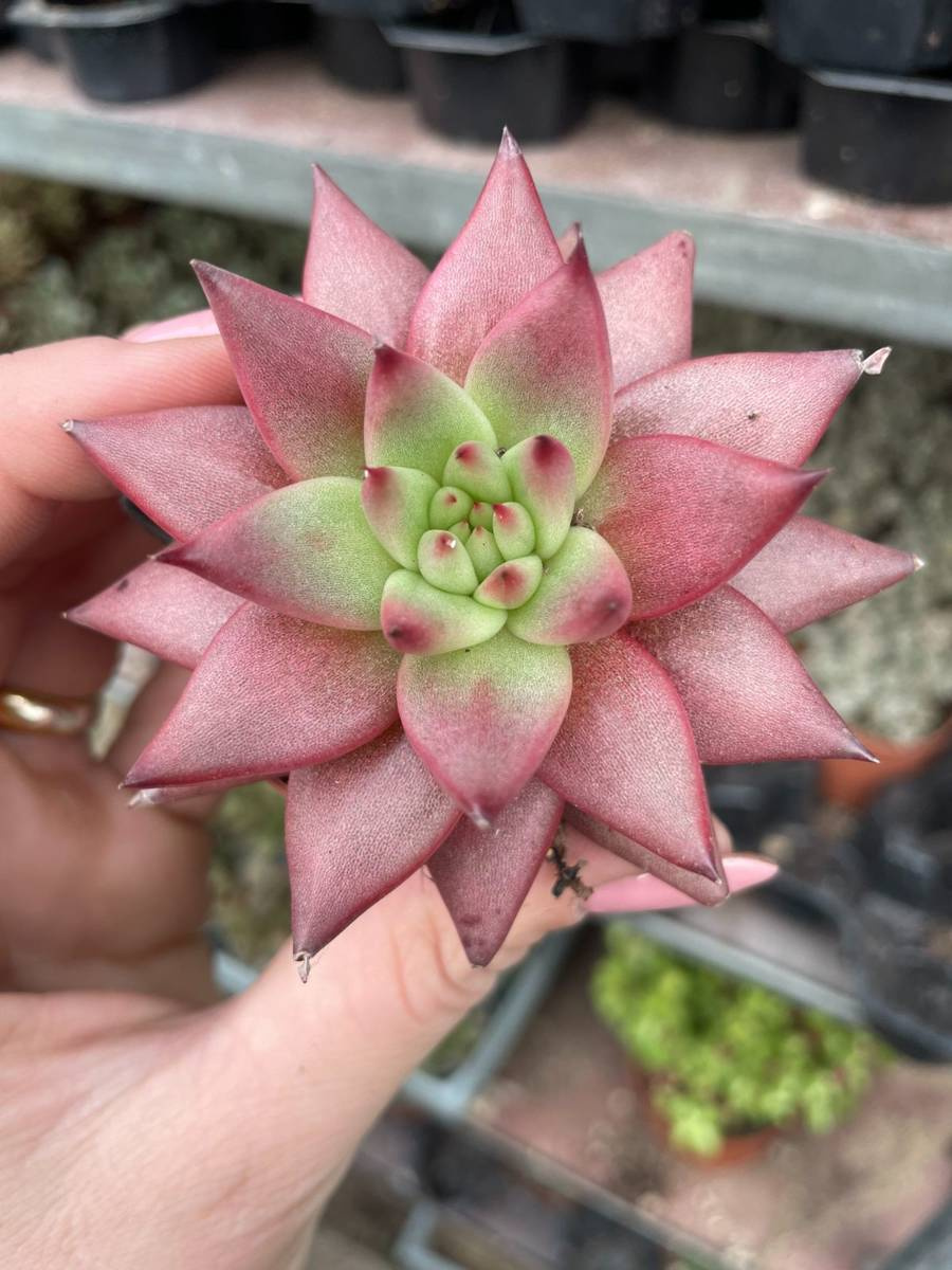 Echeveria agavoides 'Romeo' MINI | Sukulenty \ Echeveria | Kaktusy ...