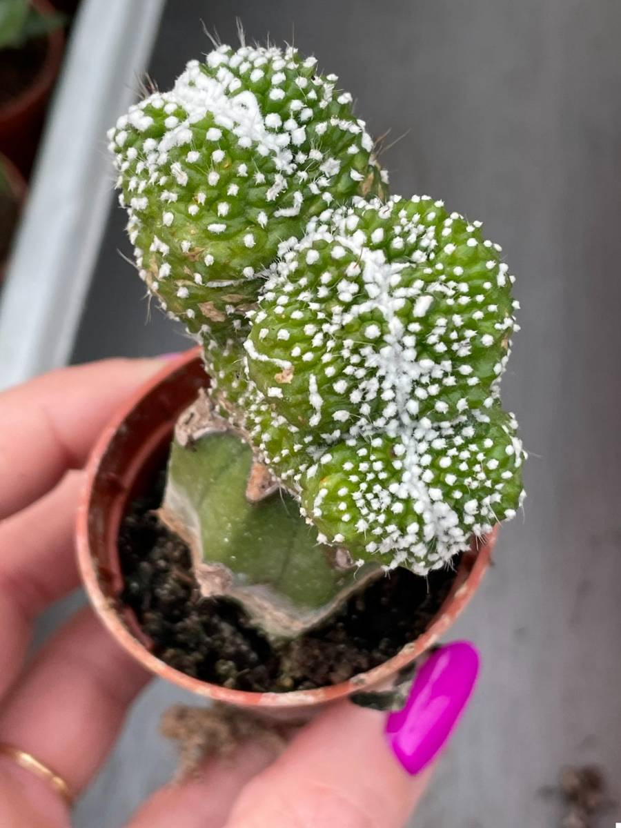 Notocactus scopa 'Albispina Inermis Cristata' | Cactuses \ Notocactus ...