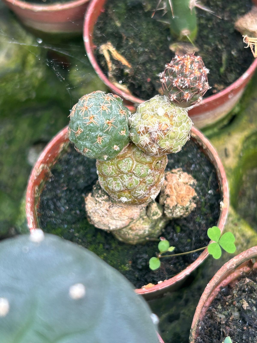 Puna bonnieae | Cactuses \ Puna | Kaktusy, sukulenty i inne rośliny ...