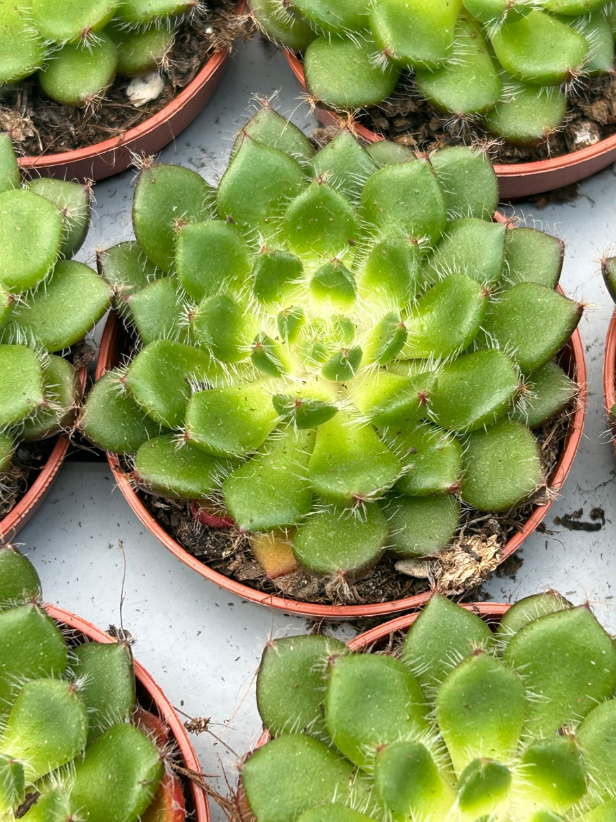 Echeveria setosa var. ciliata | Succulents \ Echeveria | Kaktusy ...