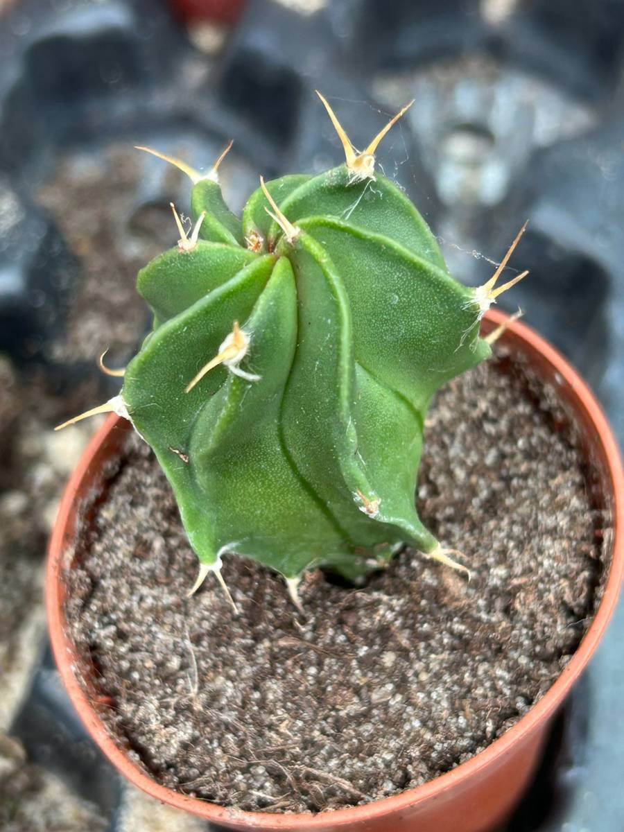 Astrophytum ornatum 'Nuda' | Kaktusy \ Astrophytum | Kaktusy, sukulenty ...