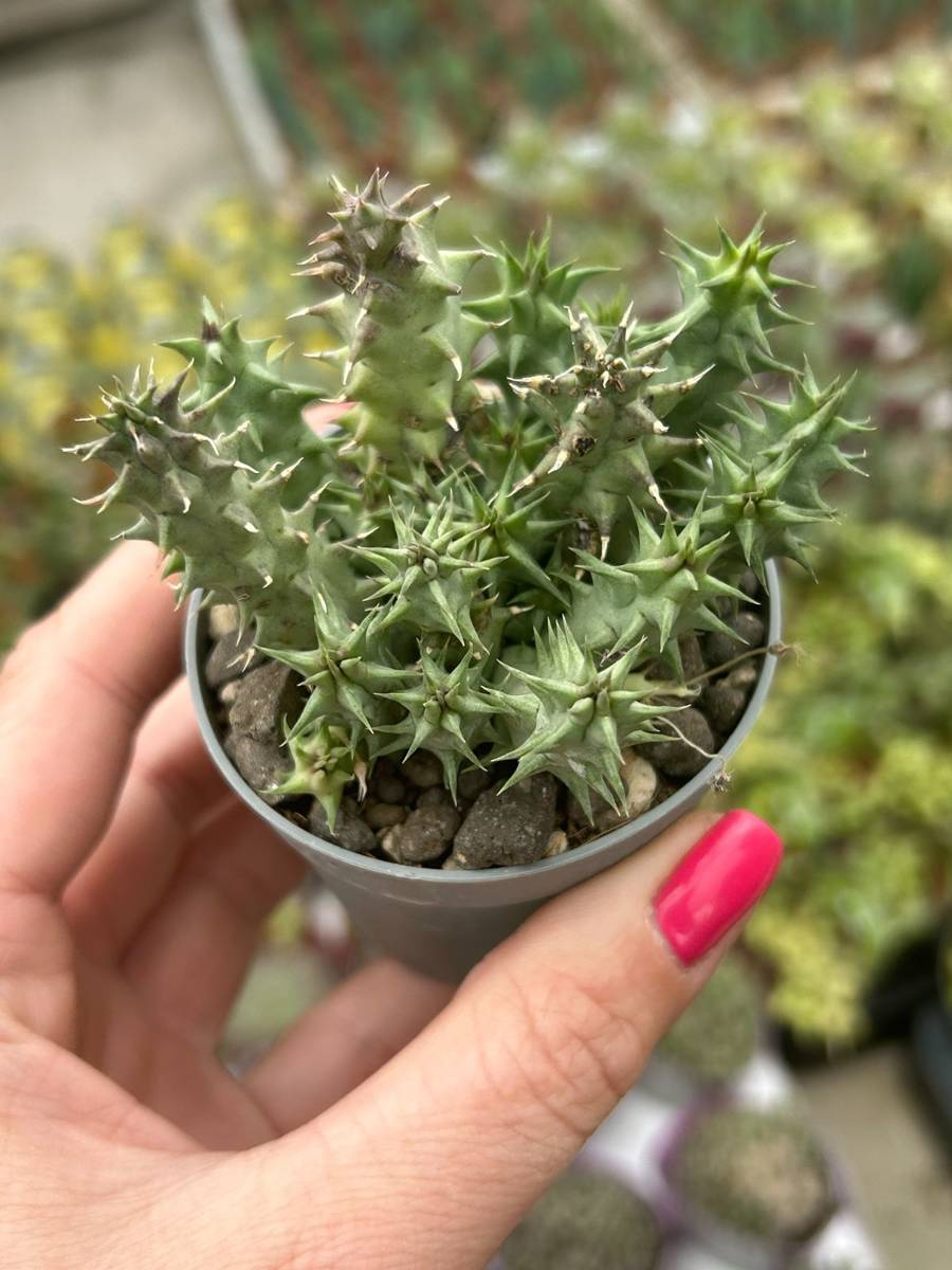 Huernia macrocarpa | Succulents \ Huernia | Kaktusy, sukulenty i inne ...