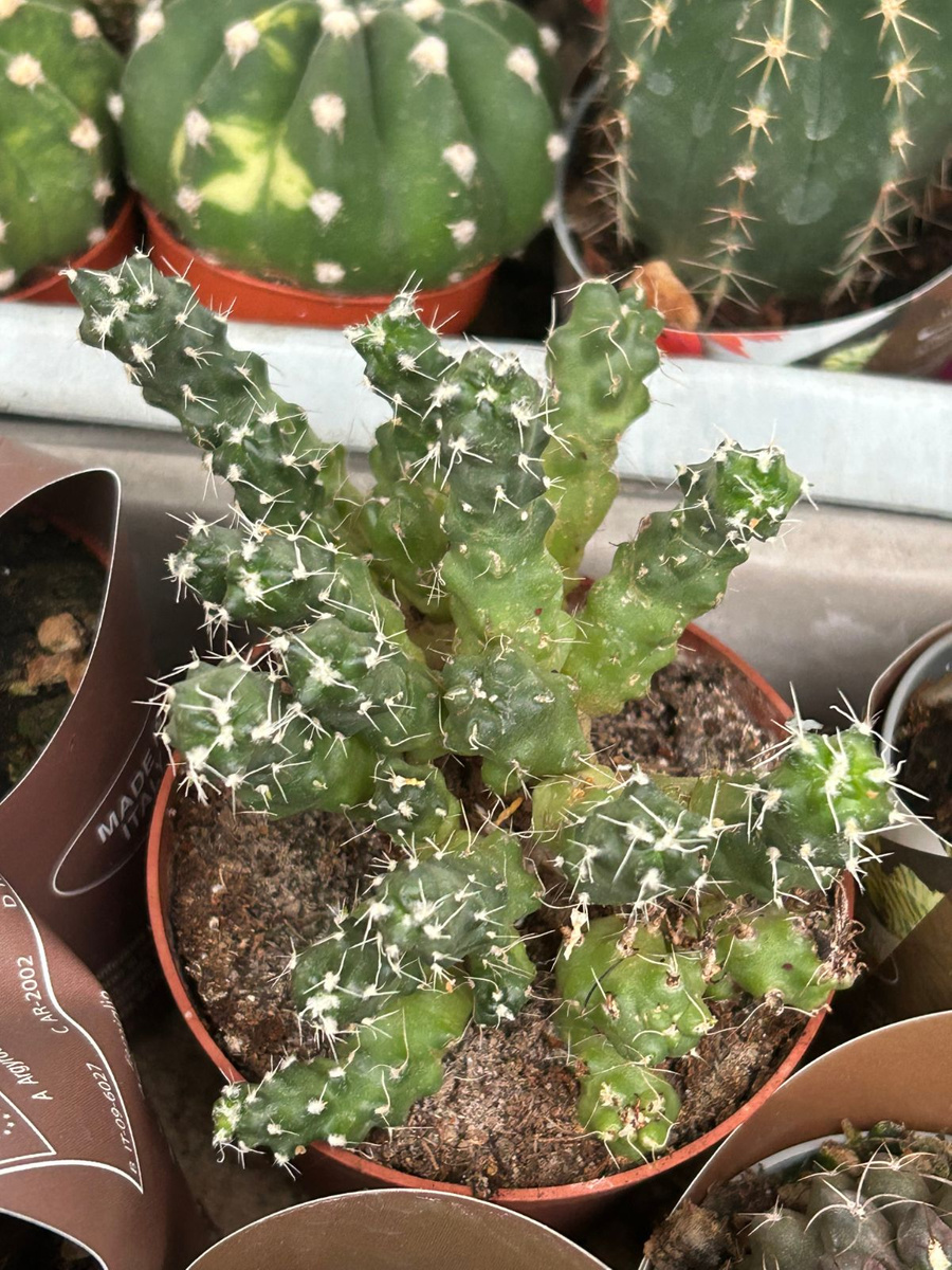 Puna subterranea f. incahuasi | Cactuses \ Puna | Kaktusy, sukulenty i ...