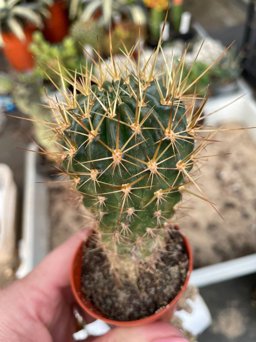 Lobivia pentlandii v.longispina | Cactuses \ Lobivia | Kaktusy ...