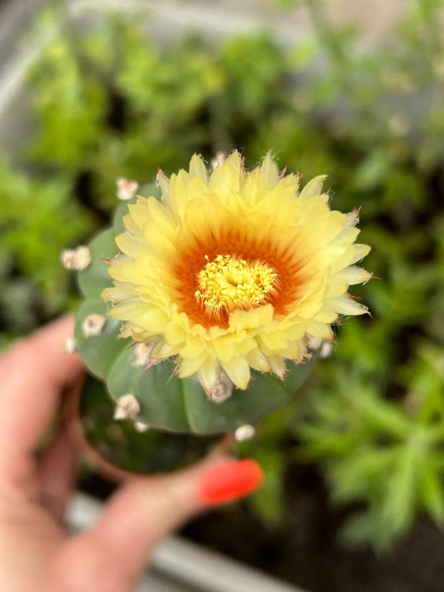 Astrophytum asterias 'Ooibo' CRISTATA FLOWER | Mutants \ Astrophytum ...