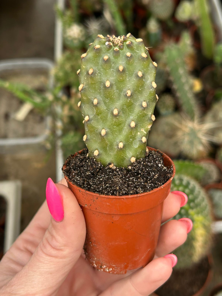 Consolea rubescens | Cactuses \ Consolea | Kaktusy, sukulenty i inne ...