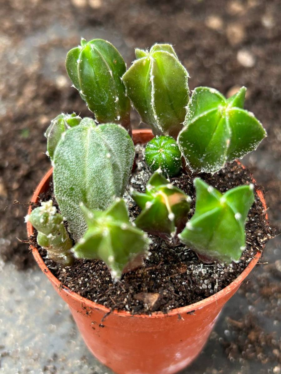 Astrophytum MIX mutants INTERESTING FORMS of seedlings group | Cactuses ...