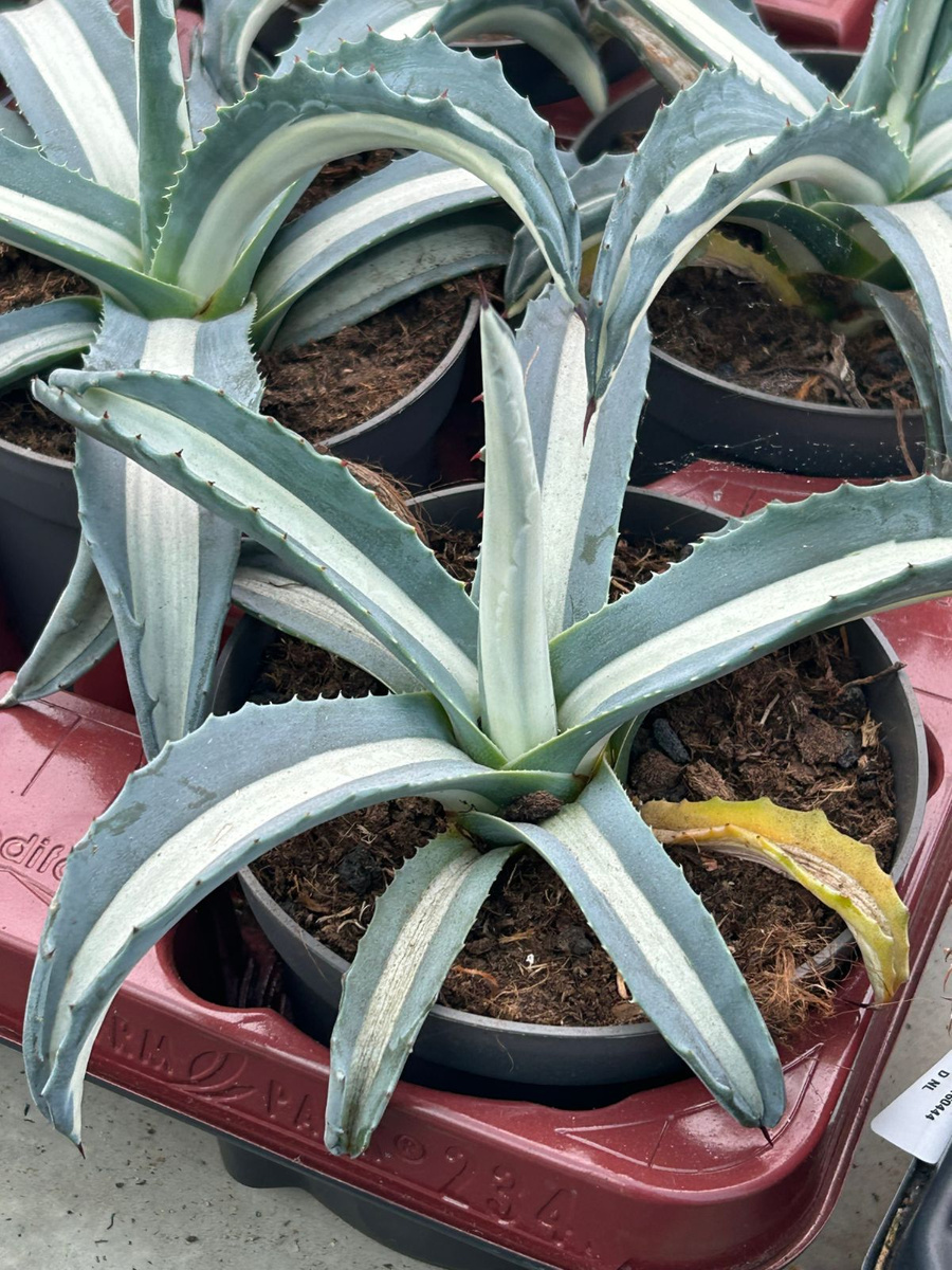 Agave americana 'Mediopicta Alba' | Succulents \ Agave | Kaktusy ...