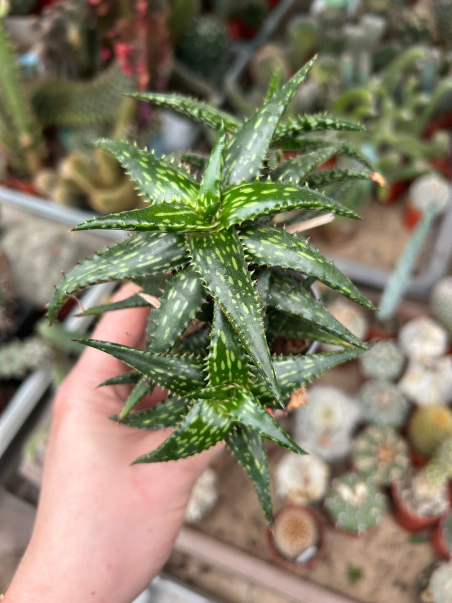 Aloe jucunda | Succulents \ Aloe | Kaktusy, sukulenty i inne rośliny - CandyCacti