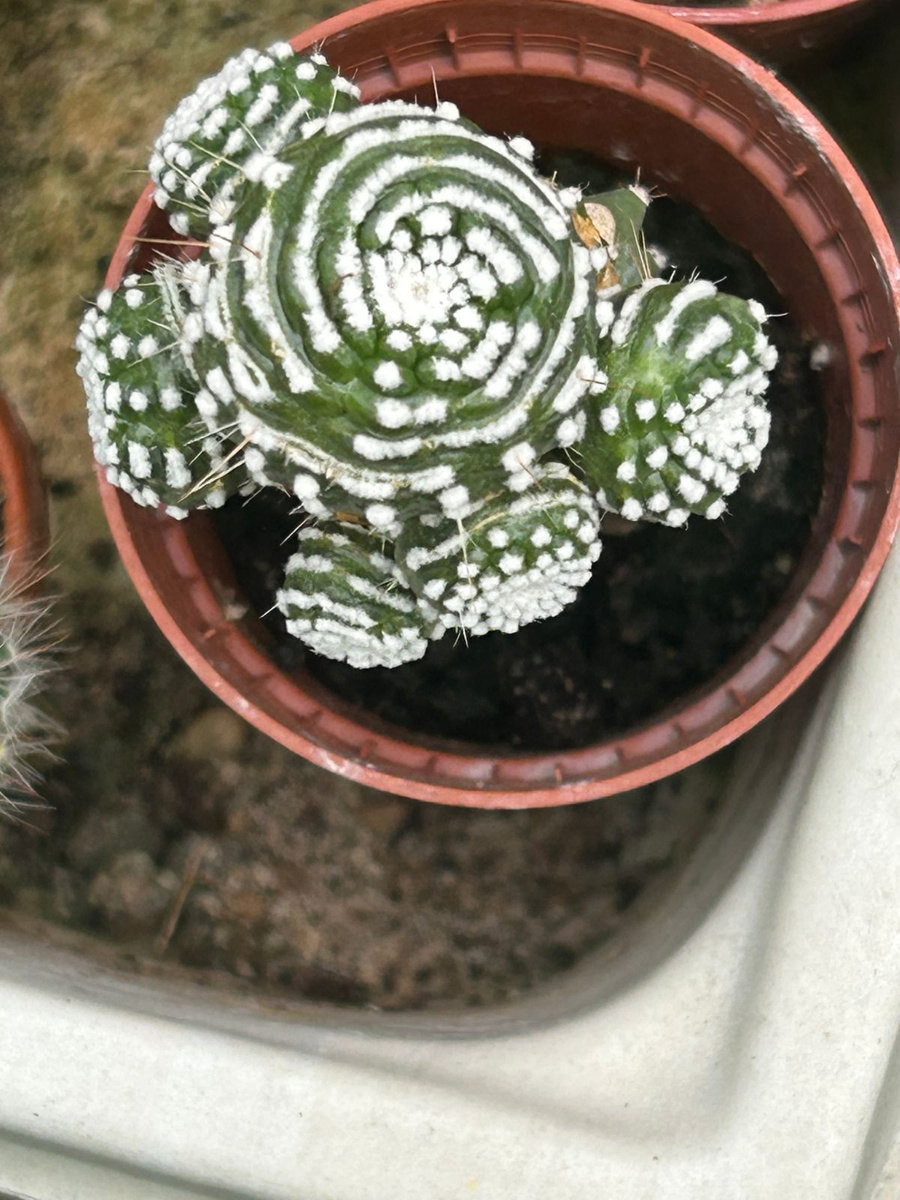 Notocactus scopa 'Albispina Inermis Cristata' | Cactuses \ Notocactus ...