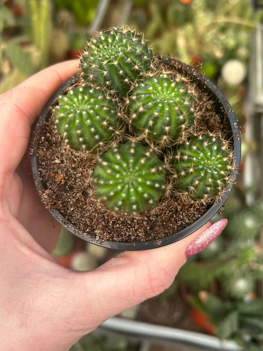 Lobivia arachnacantha | Cactuses \ Lobivia Maxi blooming | Kaktusy ...