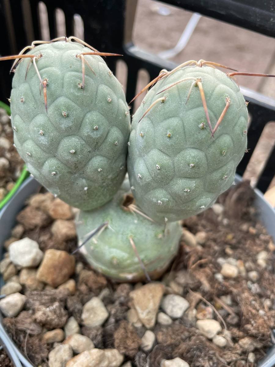 Tephrocactus geometricus 3 BALLS | Cactuses \ Tephrocactus | Kaktusy, sukulenty i inne rośliny ...