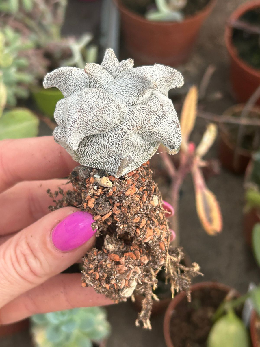 Astrophytum myriostigma 'Kikko Extreme' siewka | Mutants \ Astrophytum ...