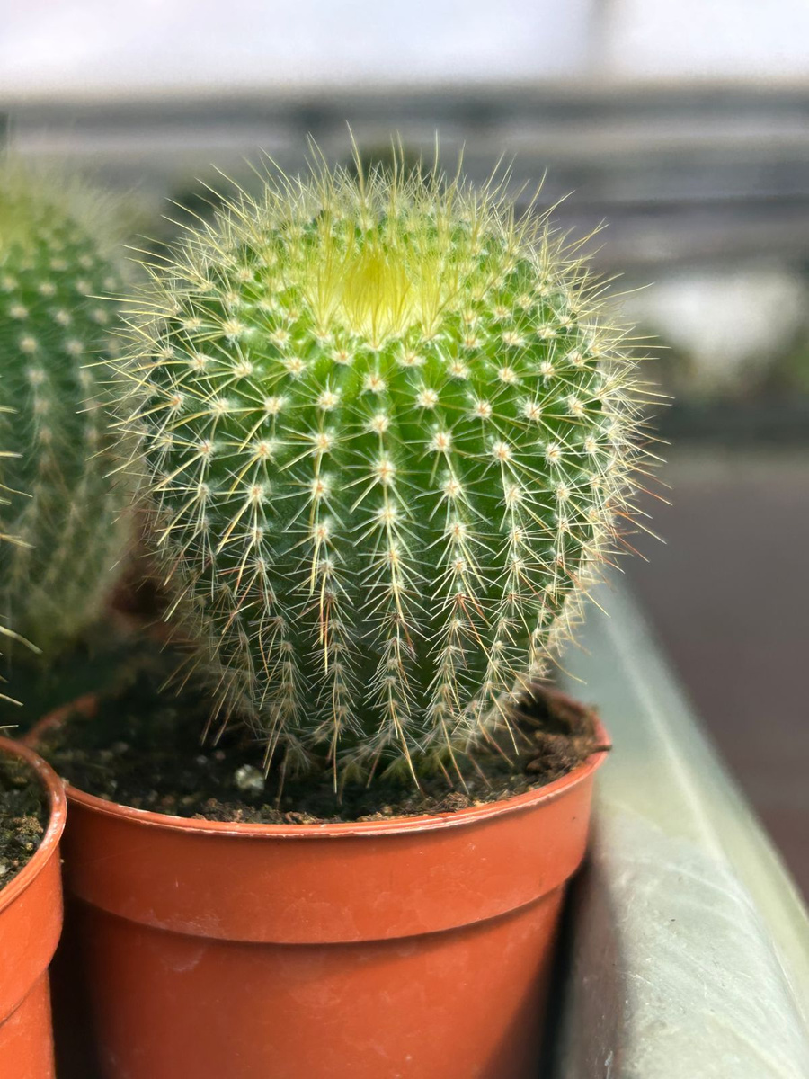 Eriocactus leninghausii | Cactuses \ Eriocactus | Kaktusy, sukulenty i ...