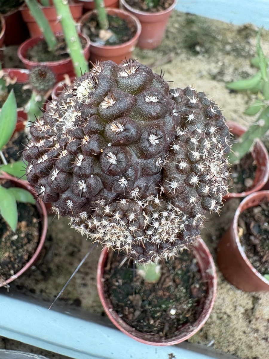 Thelocephala esmeraldana | Cactuses \ Thelocephala | Kaktusy, sukulenty ...