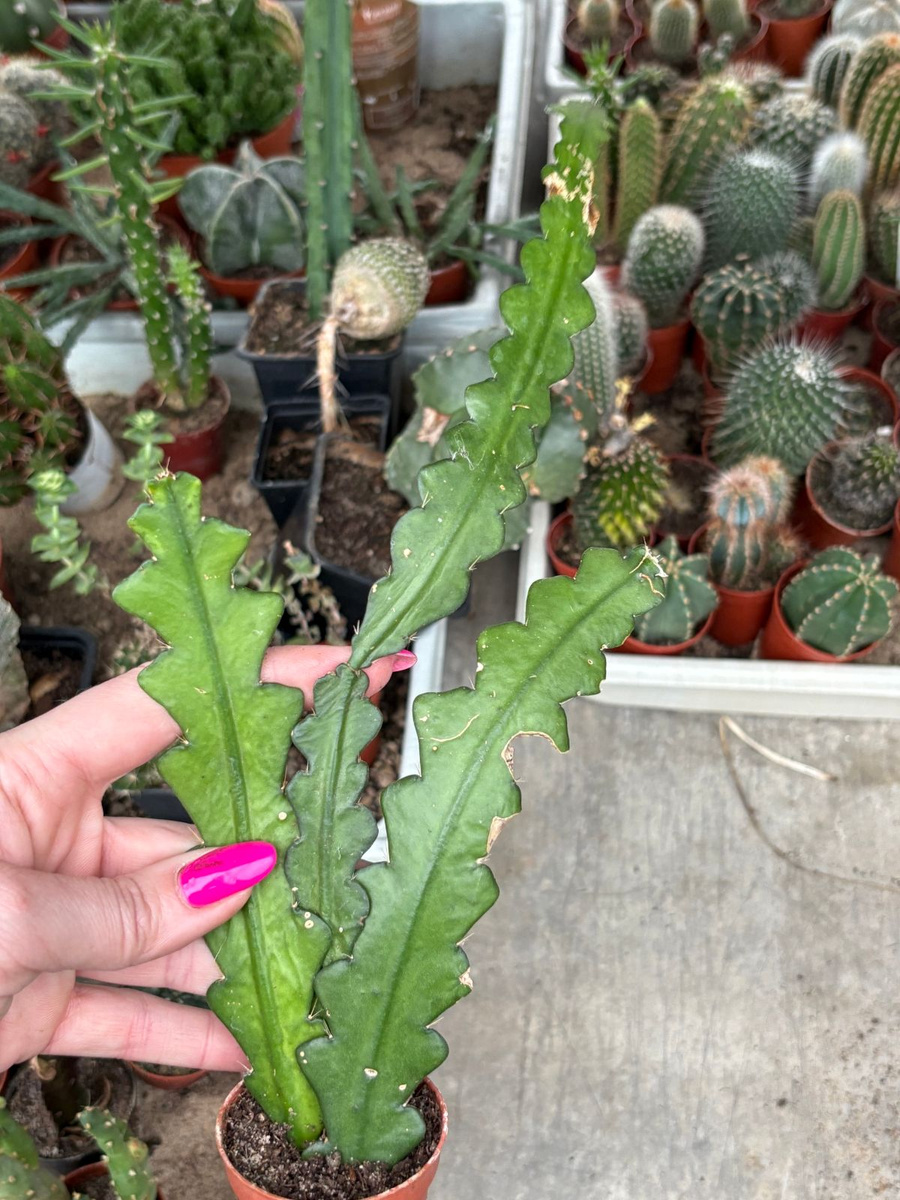 Selenicereus anthonyanus | Cactuses \ Selenicereus | Kaktusy, sukulenty ...
