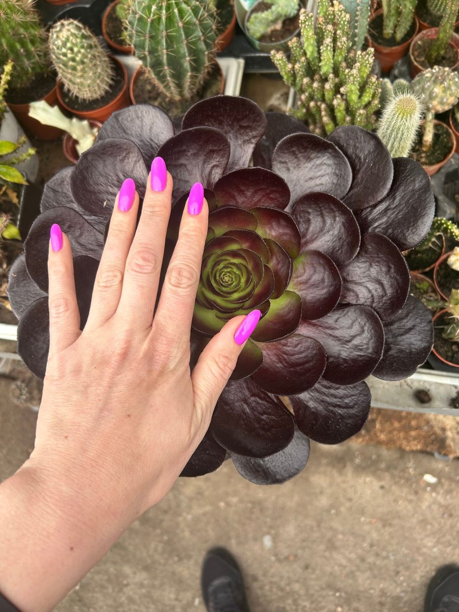 x Semponium ‘Destiny’ | Succulents \ x Semponium | Kaktusy, sukulenty i ...