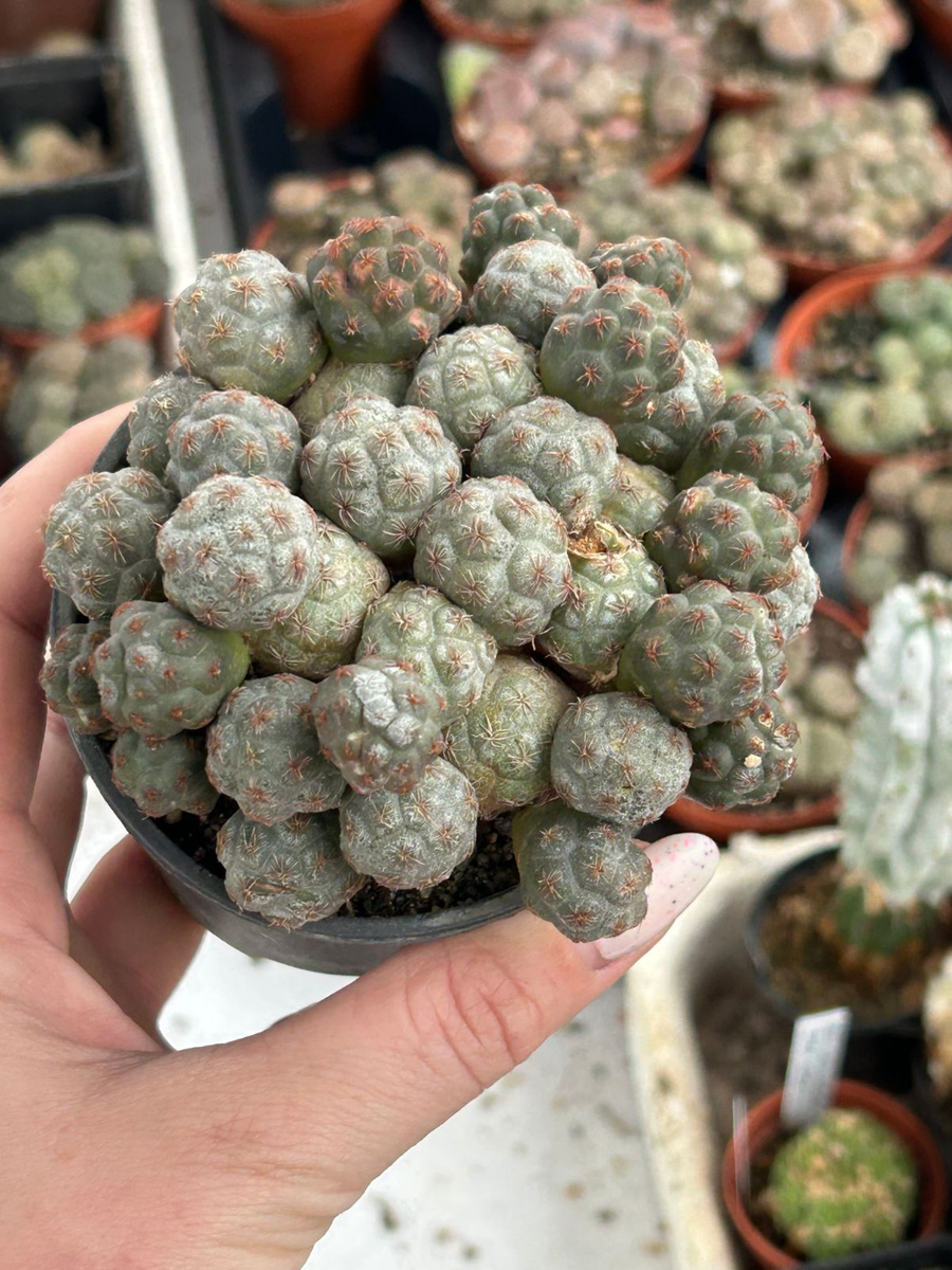 Puna bonnieae | Cactuses \ Puna | Kaktusy, sukulenty i inne rośliny ...