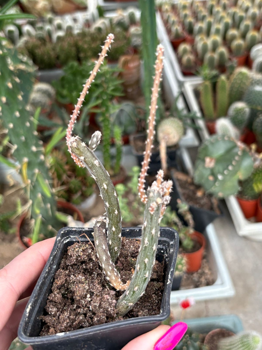 Pterocactus tuberosus CAUDEX | Cactuses \ Pterocactus Caudex ...