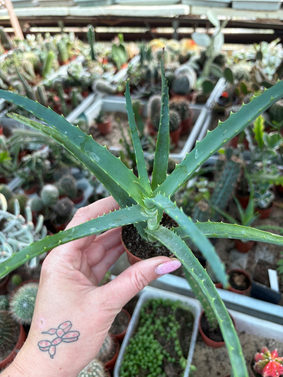 Aloe arborescens | Succulents \ Aloe | Kaktusy, sukulenty i inne rośliny - CandyCacti