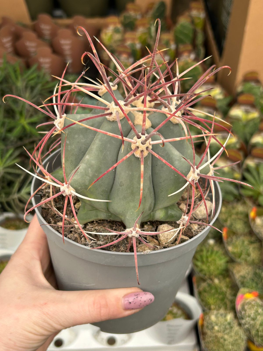 Ferocactus emoryi | Cactuses \ Ferocactus | Kaktusy, sukulenty i inne ...