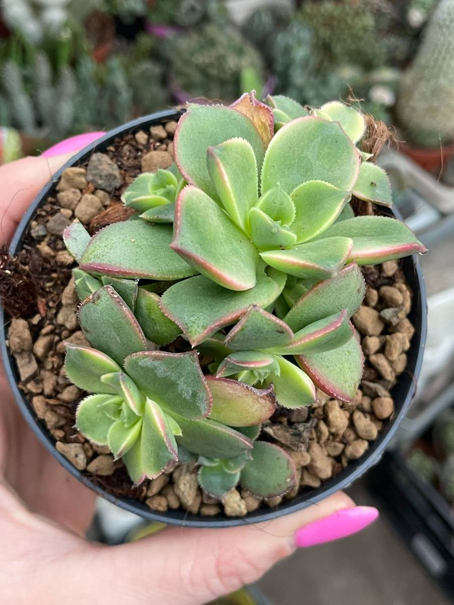 AEONIUM DECORUM 'TRICOLOR' | Sukulenty \ Aeonium | Kaktusy, sukulenty i inne rośliny - CandyCacti