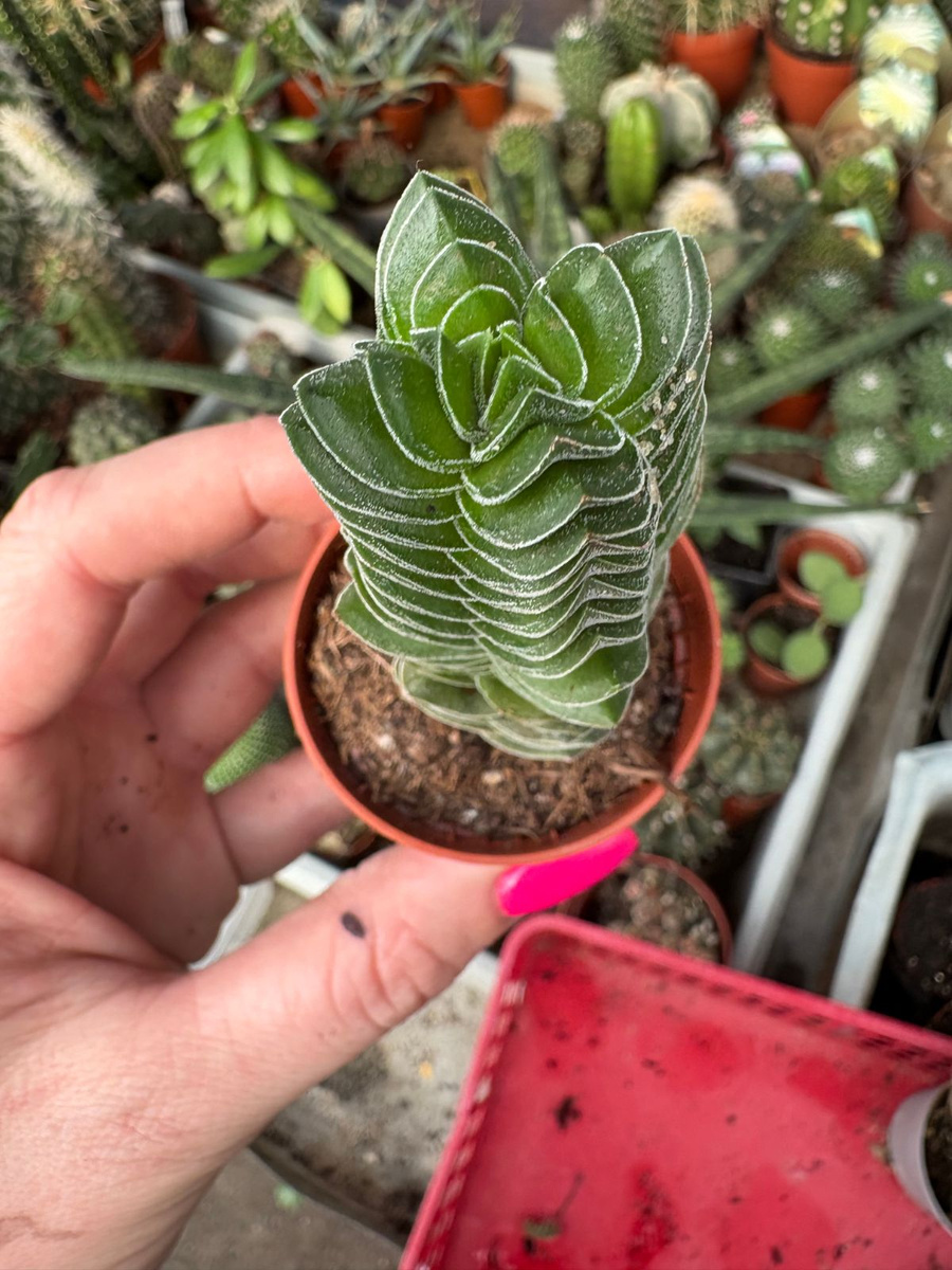 Crassula pyramidalis 'Buddha's Temple' | Succulents \ Crassula ...