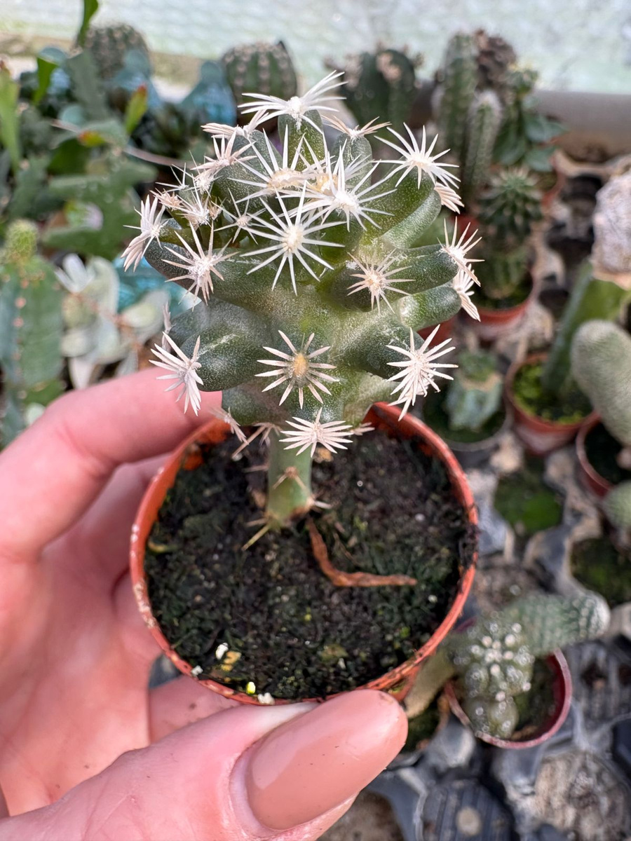 Escobaria abdita LAGUNA DE LA LECHE VZD1313 | Cactuses \ Escobaria ...