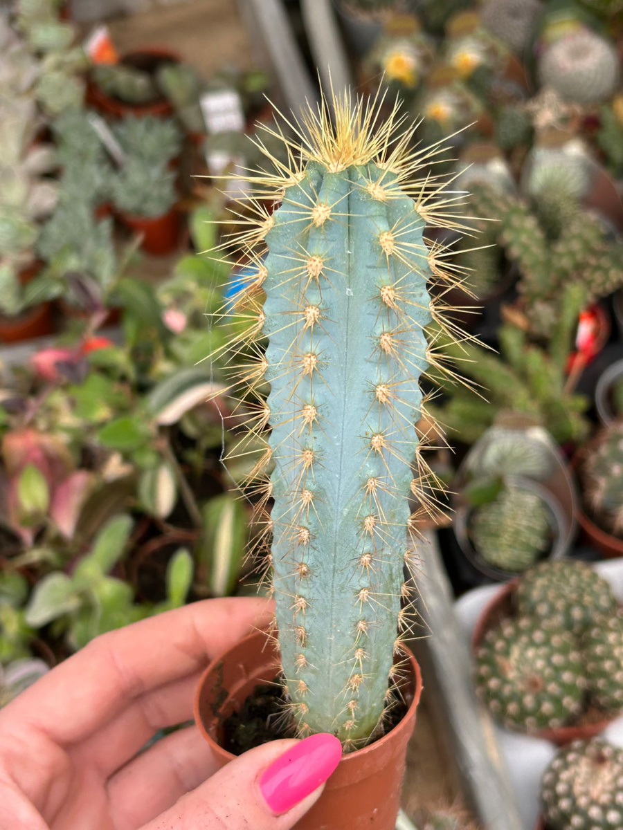 Pilosocereus azureus | Cactuses \ Pilosocereus | Kaktusy, sukulenty i ...