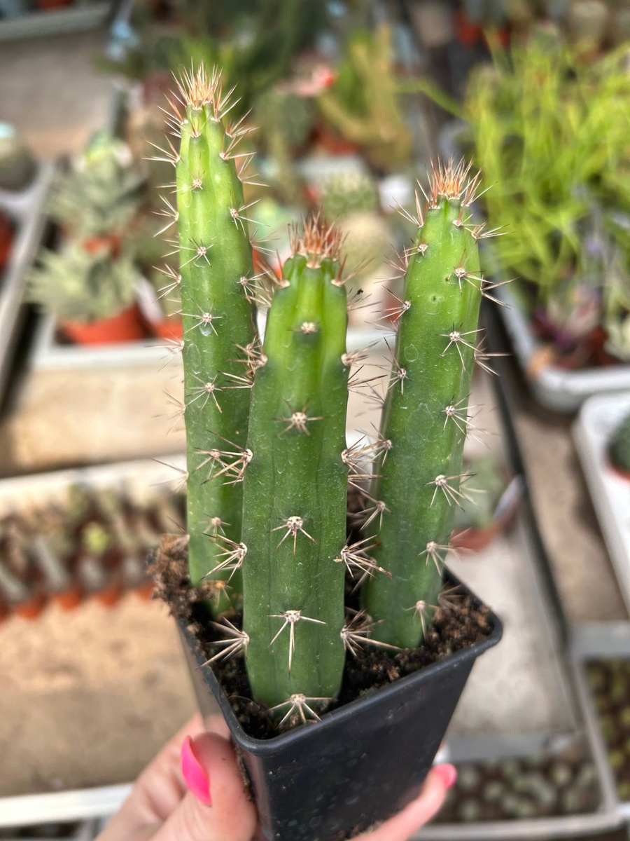 Harrisia bonplandii x3 | Cactuses \ Harrisia | Kaktusy, sukulenty i ...