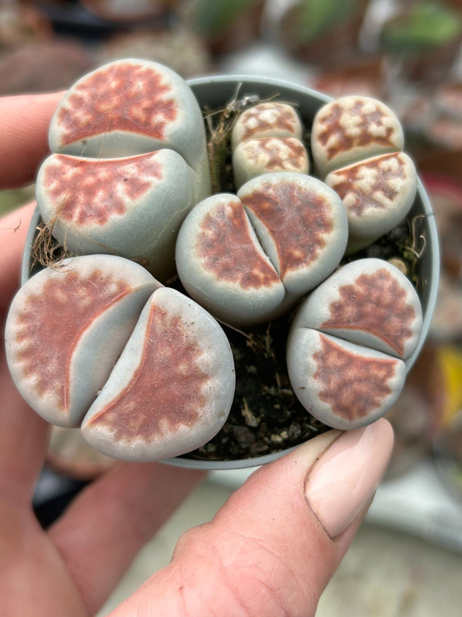 Lithops karasmontana 'Top Red' | Succulents \ Lithops | Kaktusy ...