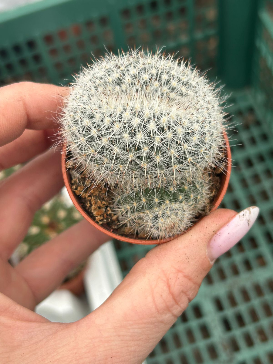 Mammillaria pseudoperbella 'Crsitata' | Kaktusy \ Mammillaria Chętnie Zakwitające | Kaktusy ...