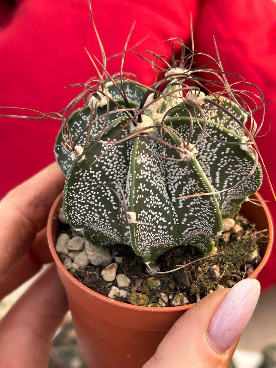 Astrophytum capricorne | Kaktusy \ Astrophytum | Kaktusy, sukulenty i ...