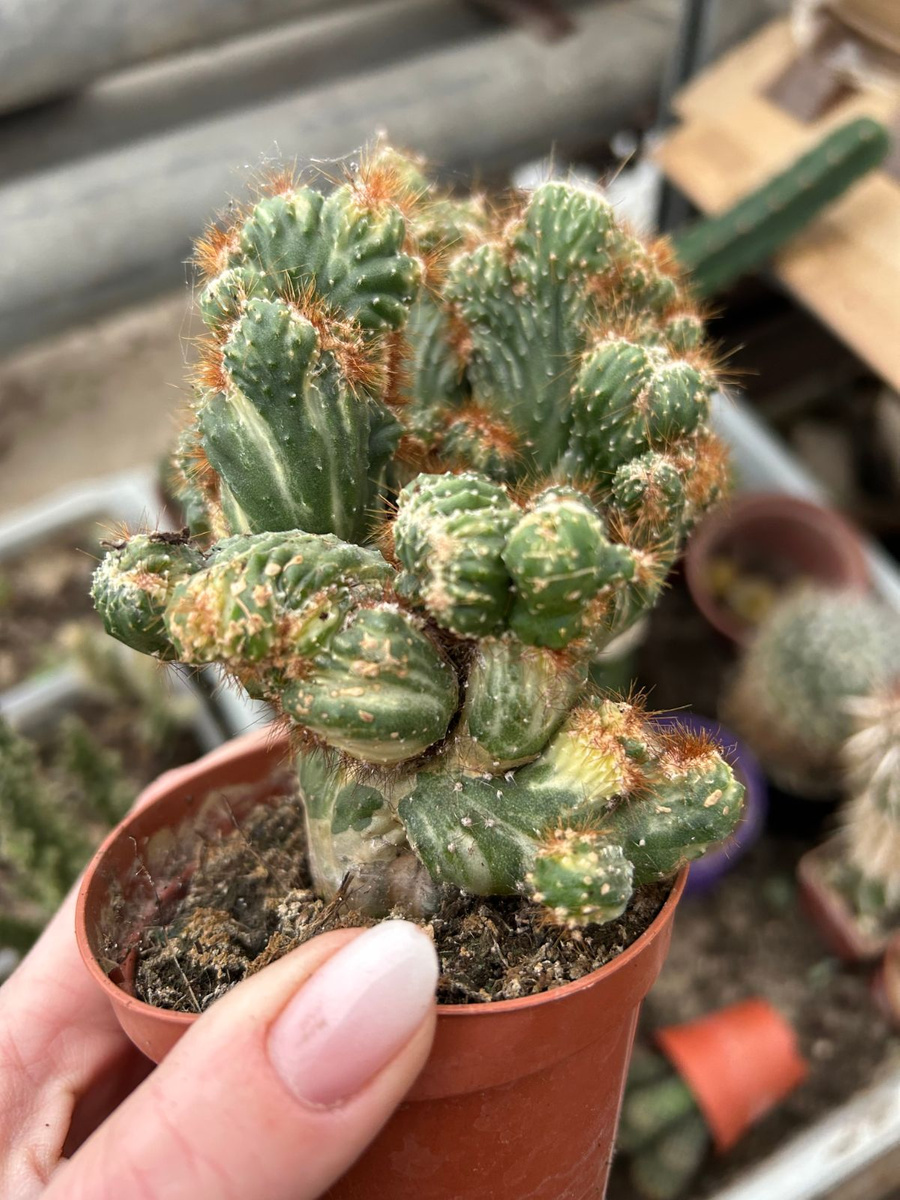 Cereus peruvianus 'Monstruosa Variegata' | Cactuses \ Cereus | Kaktusy, sukulenty i inne rośliny ...