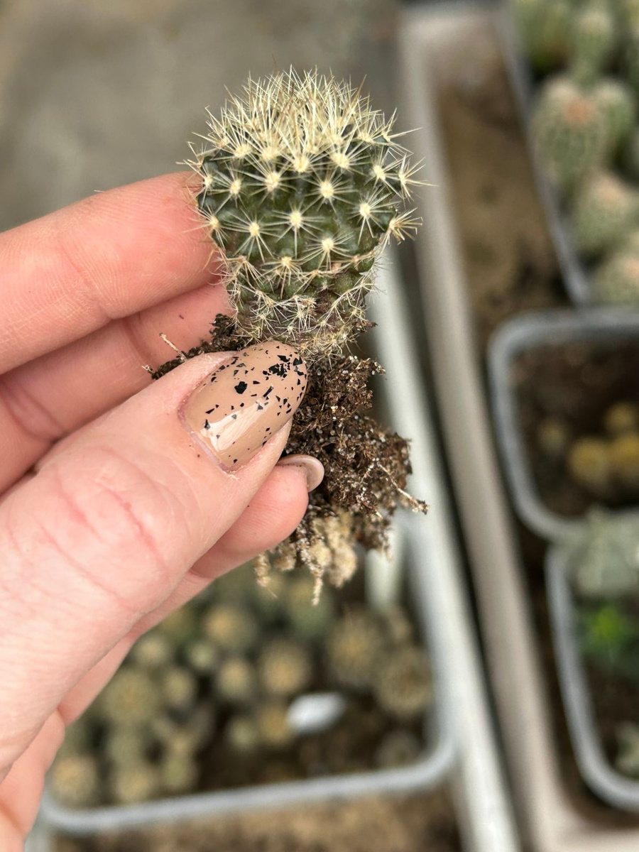 Neoporteria litoralis | Cactuses \ Neoporteria Mini | Kaktusy ...