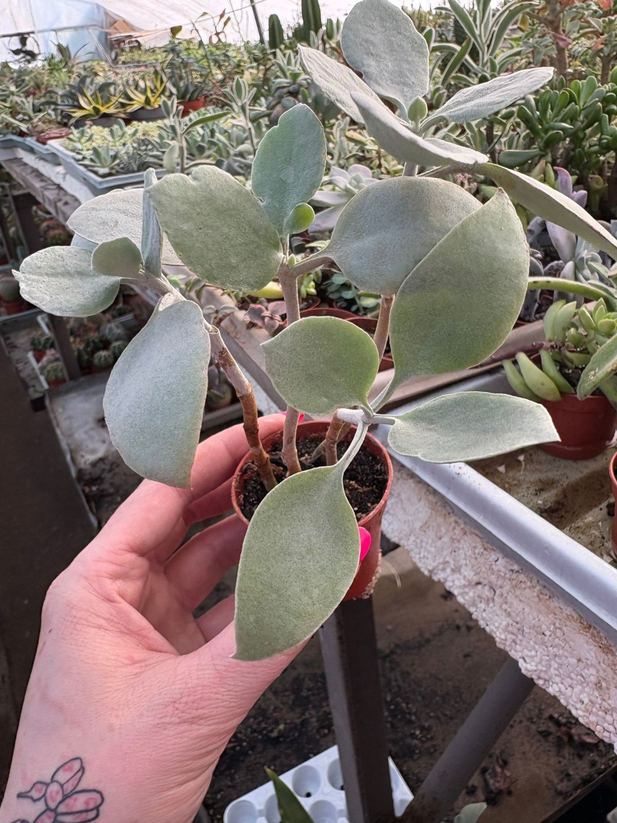Kalanchoe hildebrandtii 'Silver Spoons' | Succulents \ Kalanchoe | Kaktusy, sukulenty i inne ...