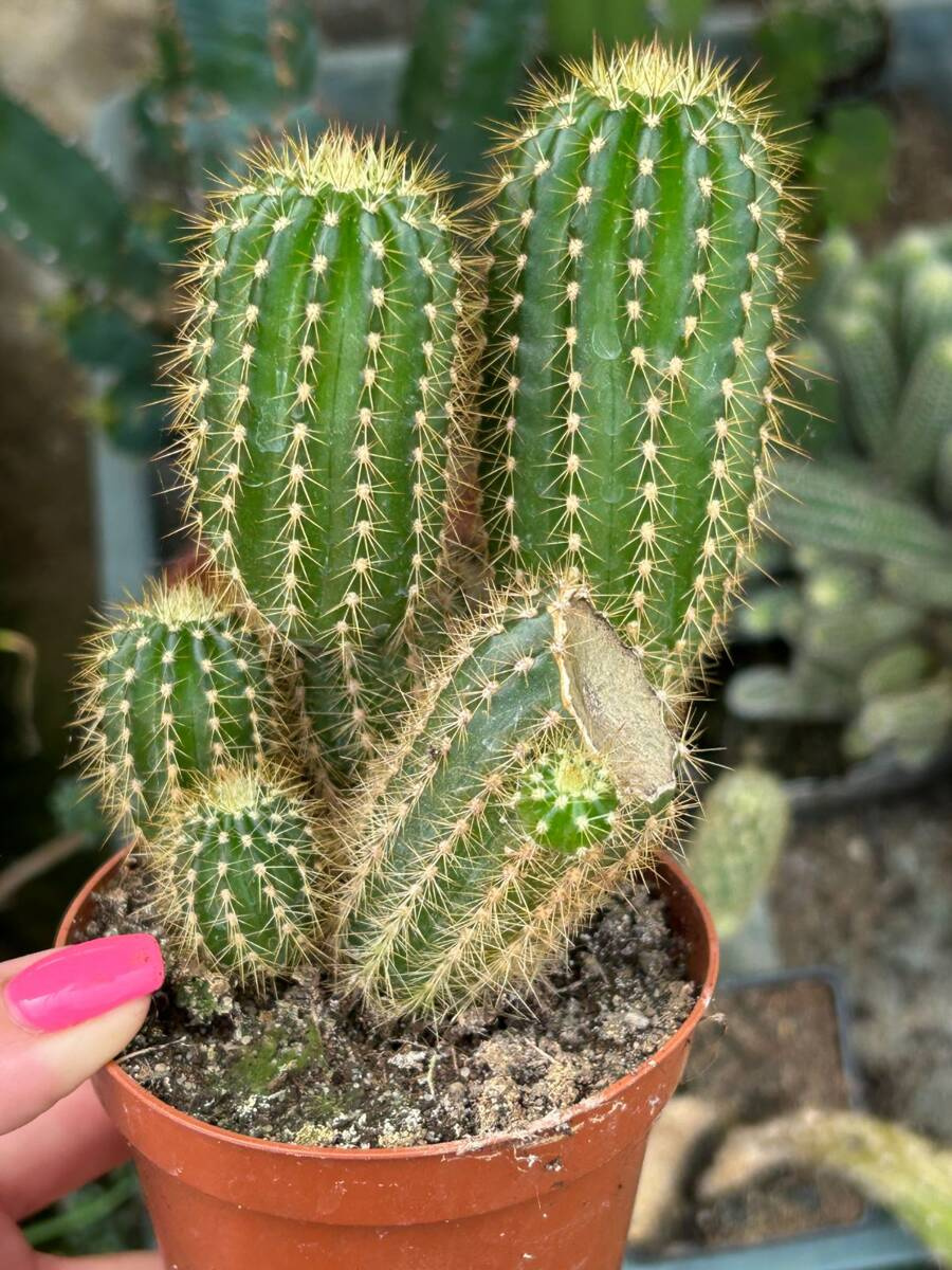 Trichocereus spachianus | Cactuses \ Trichocereus | Kaktusy, sukulenty i inne rośliny - CandyCacti