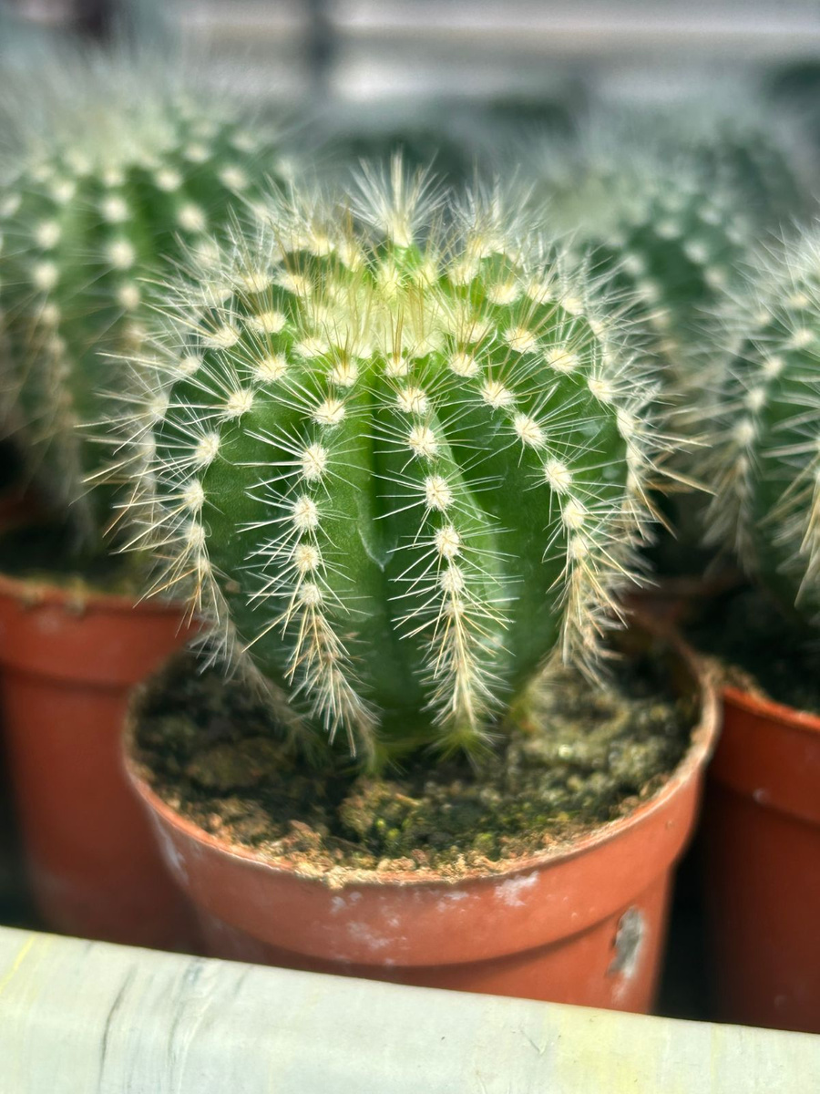 Eriocactus magnificus | Cactuses \ Echinocactus | Kaktusy, sukulenty i inne rośliny - CandyCacti