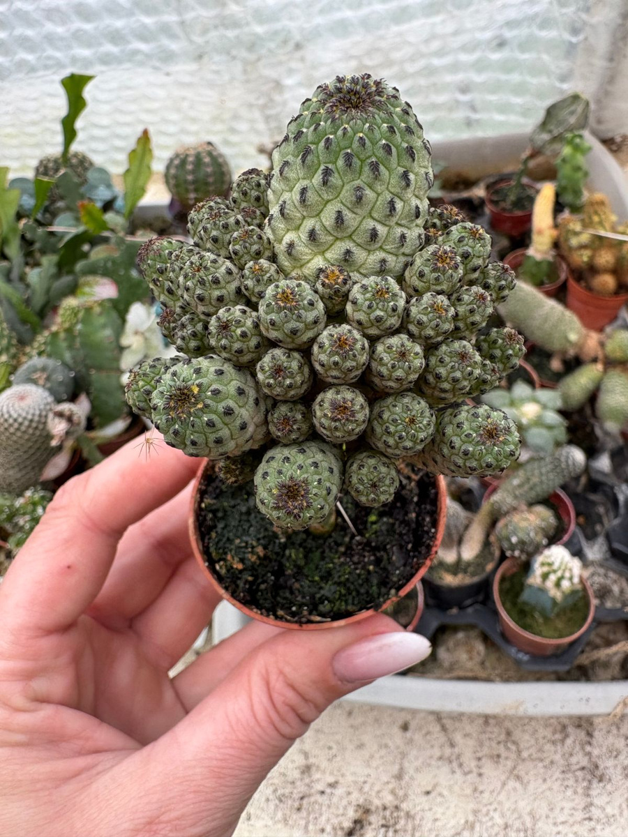 Sulcorebutia rauschii v.violacidermis | Cactuses \ Sulcorebutia | Kaktusy, sukulenty i inne ...