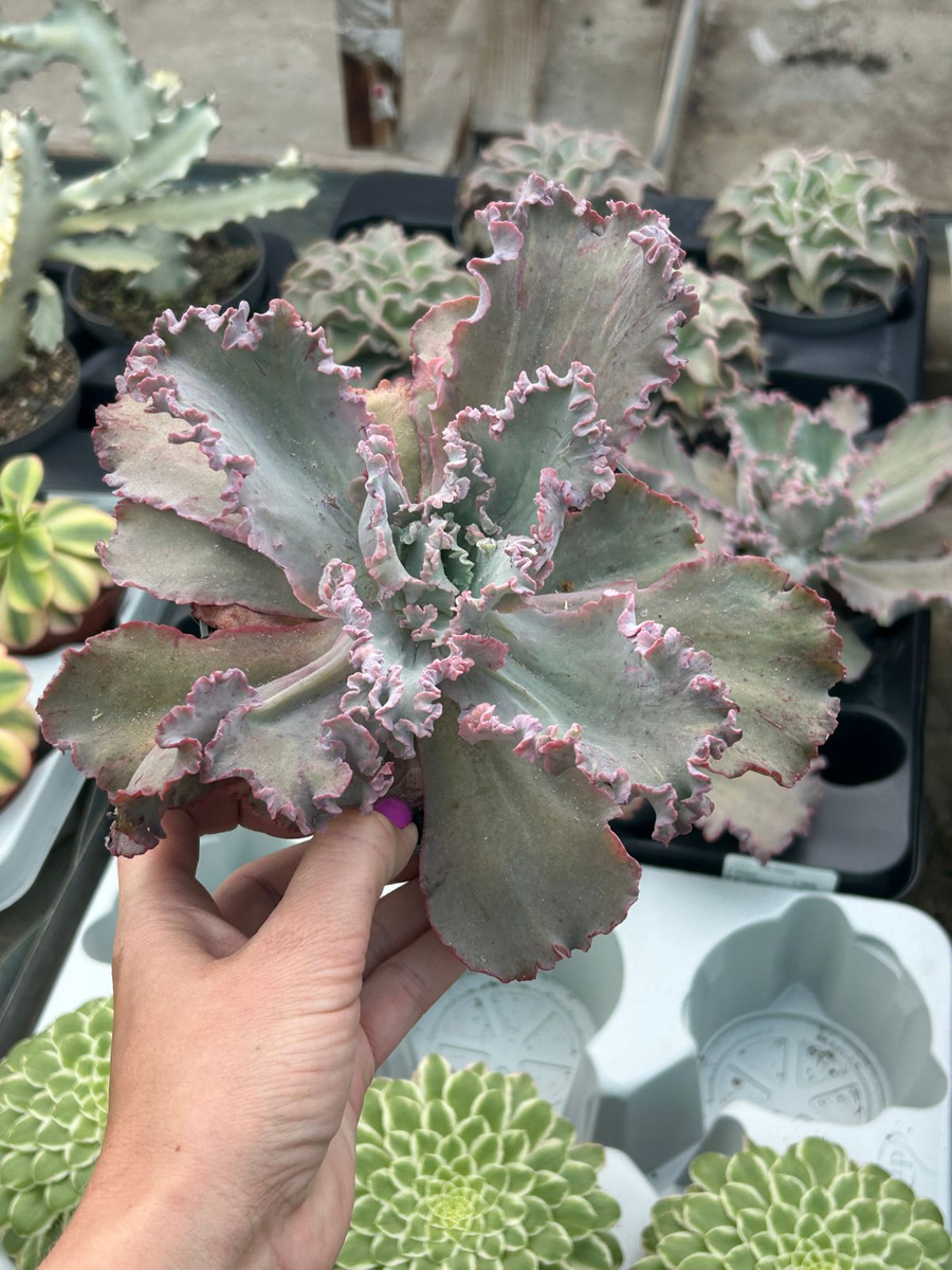 Echeveria 'Candy Wright' | Succulents \ Echeveria | Kaktusy, sukulenty ...