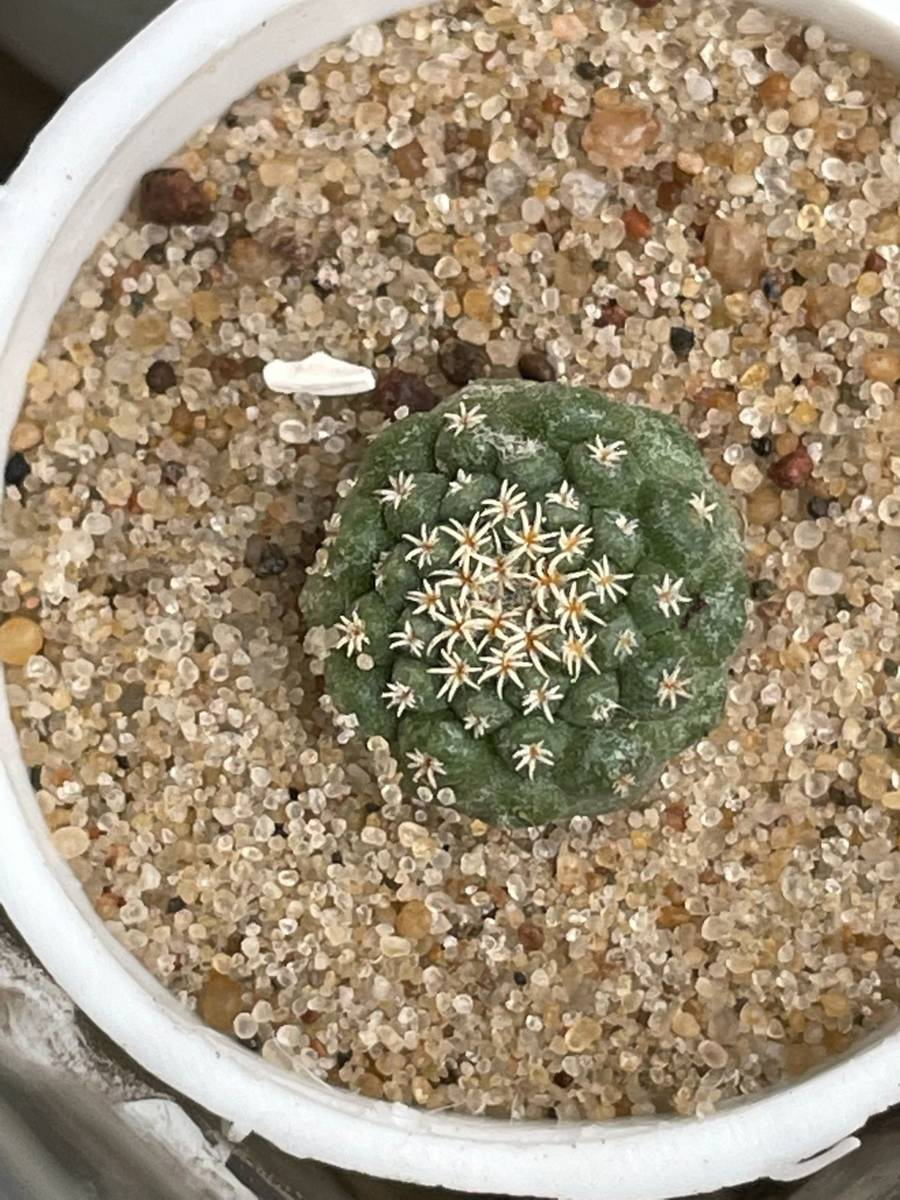 Strombocactus disciformis GCG Pena Blanca | Cactuses \ Strombocactus ...