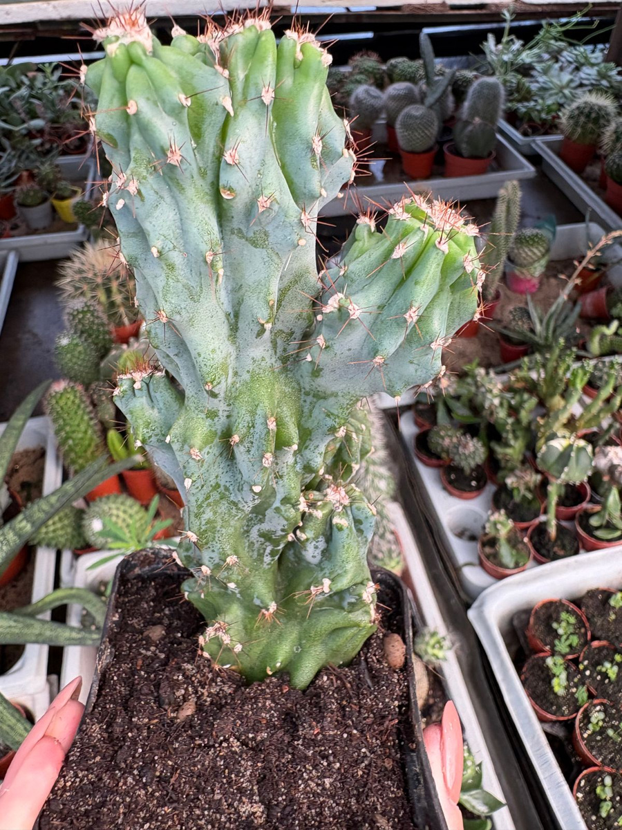 Cereus peruvianus 'Monstruosa' | Cactuses \ Cereus | Kaktusy, sukulenty i inne rośliny - CandyCacti