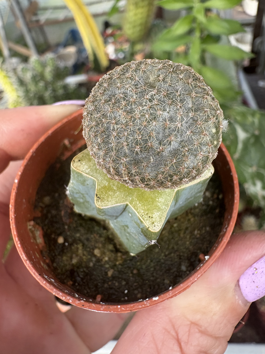 Puna clavarioides | Cactuses \ Puna | Kaktusy, sukulenty i inne rośliny - CandyCacti