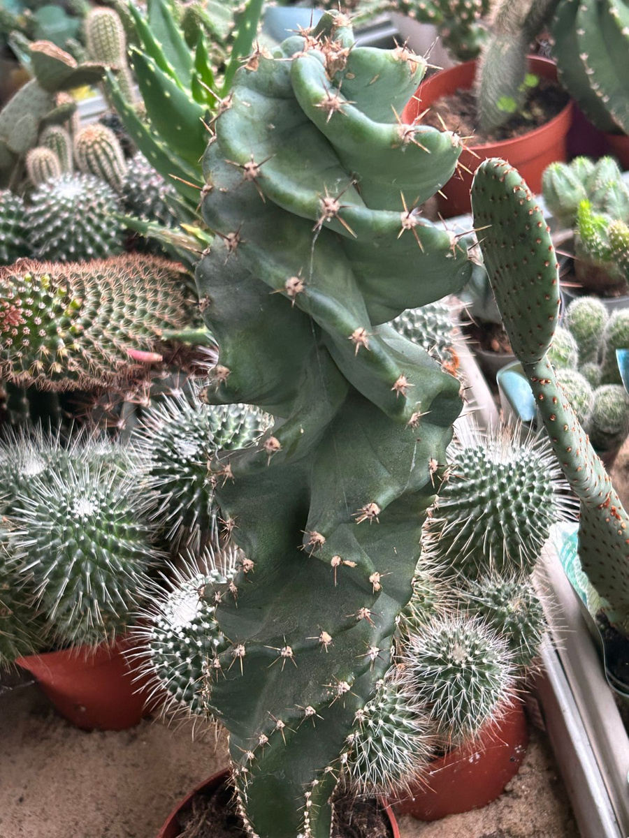 Cereus peruvianus 'Spiralis' | Kaktusy \ Cereus Mutanty \ Cereus Dla początkujących - łatwe w ...