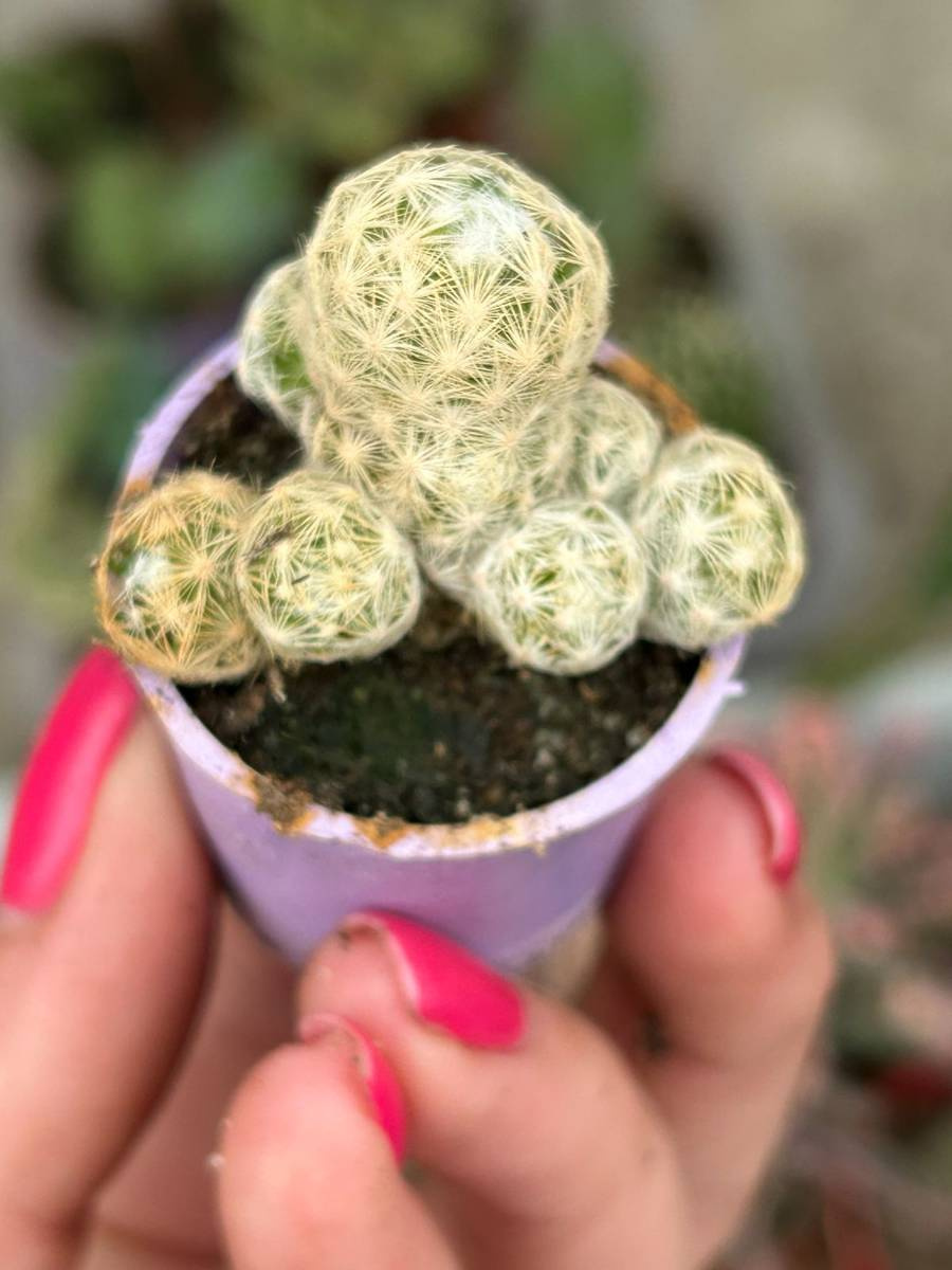 Mammillaria humboldtii | Kaktusy \ Mammillaria | Kaktusy, sukulenty i ...