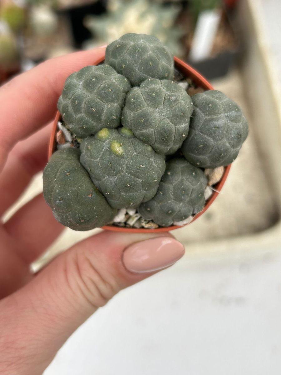 Puna bonnieae | Cactuses \ Puna | Kaktusy, sukulenty i inne rośliny ...