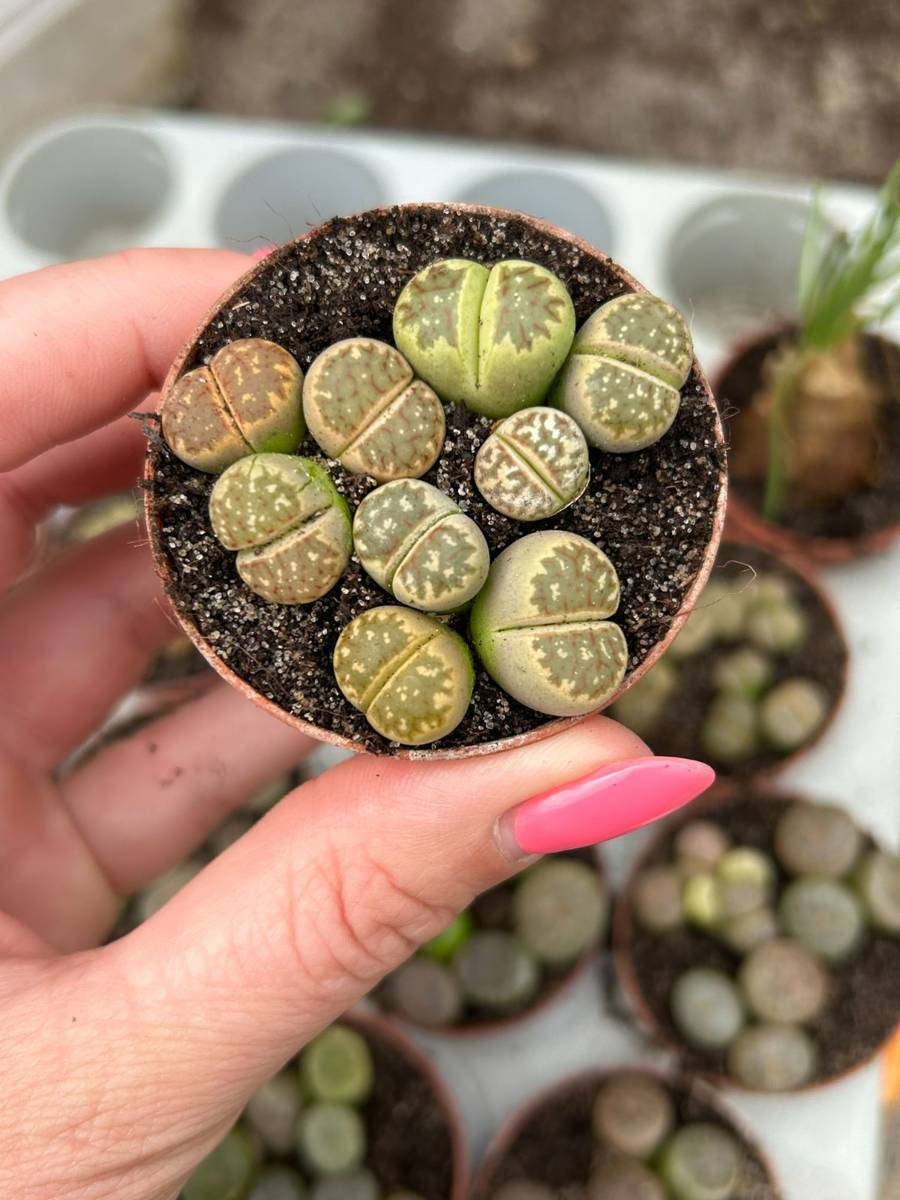 Lithops GRUPA siewek | Succulents \ Lithops | Kaktusy, sukulenty i inne ...