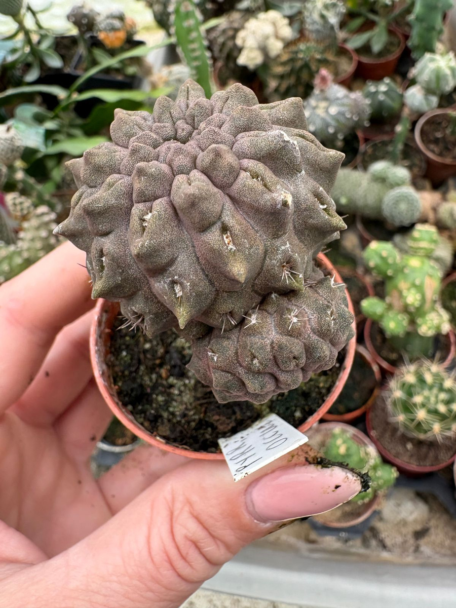 Neoporteria occulta | Cactuses \ Neoporteria | Kaktusy, sukulenty i ...