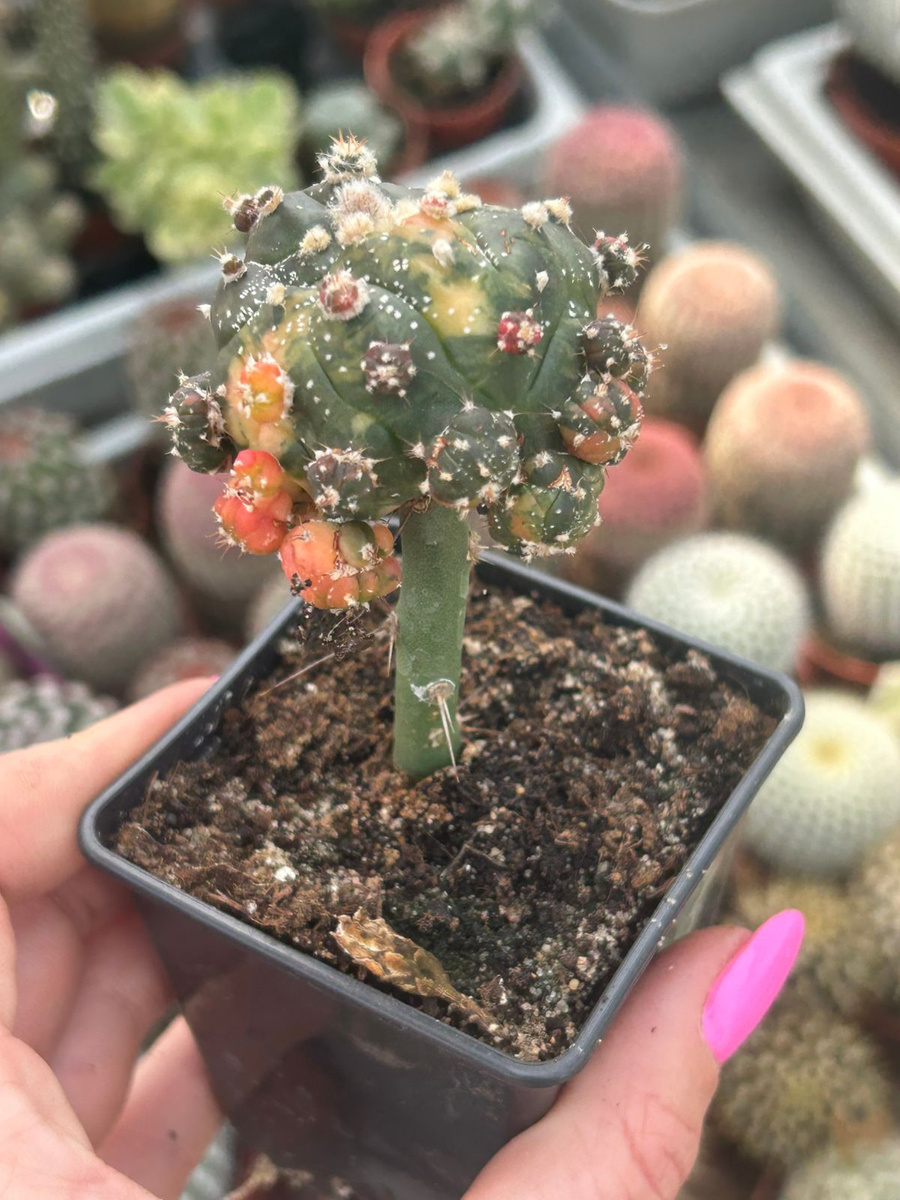 Astrophytum asterias 'Variegata' | Mutants Cactuses \ Astrophytum ...